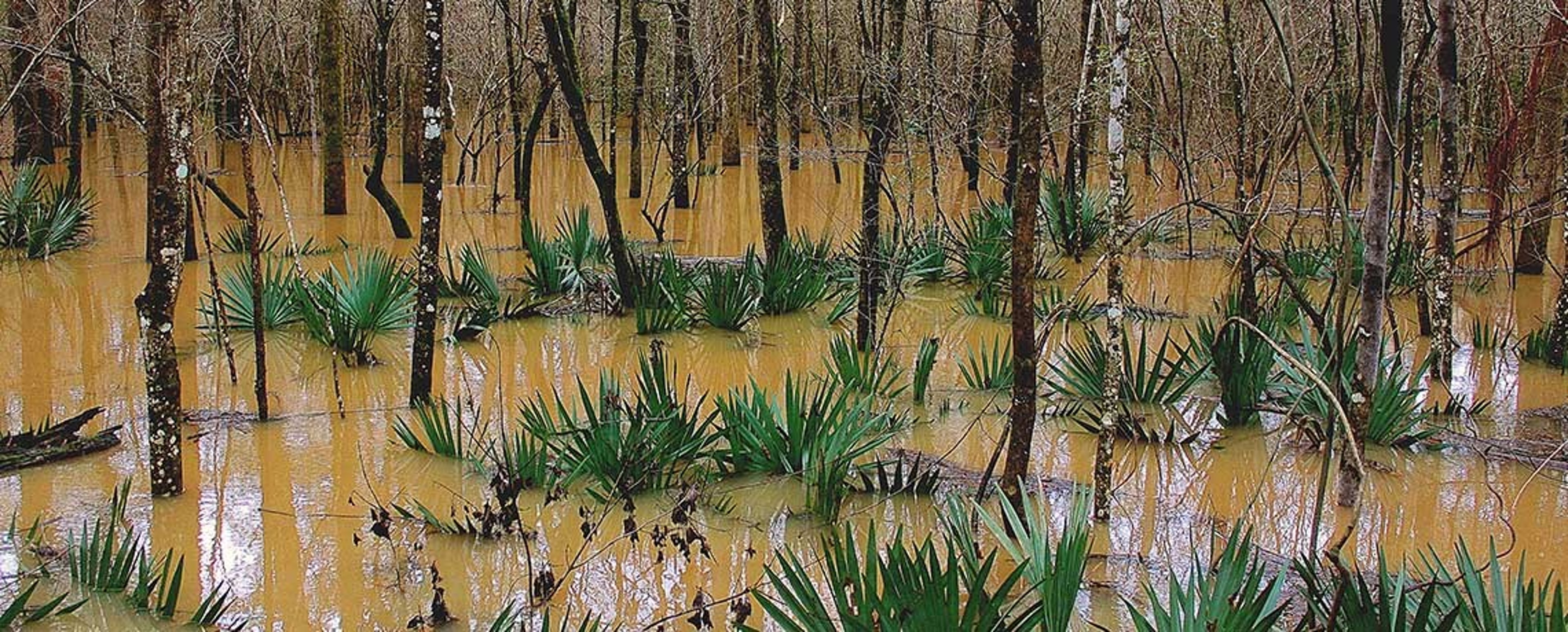 CONGAREE NATIONAL PARK | AAA Club Alliance