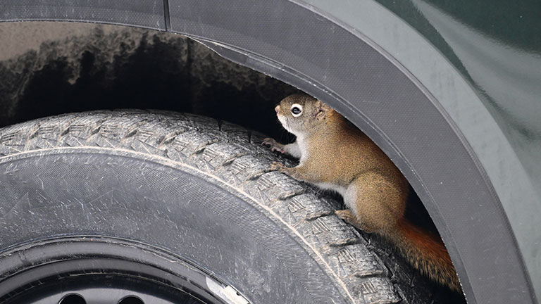 5 Easy Ways to Stop Rodents from Making Your Car Their Winter Nest ...