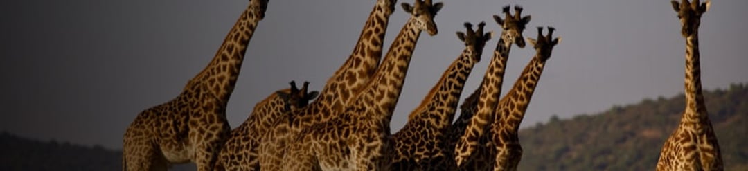 AAA Travel Agency | AAA Club Alliance