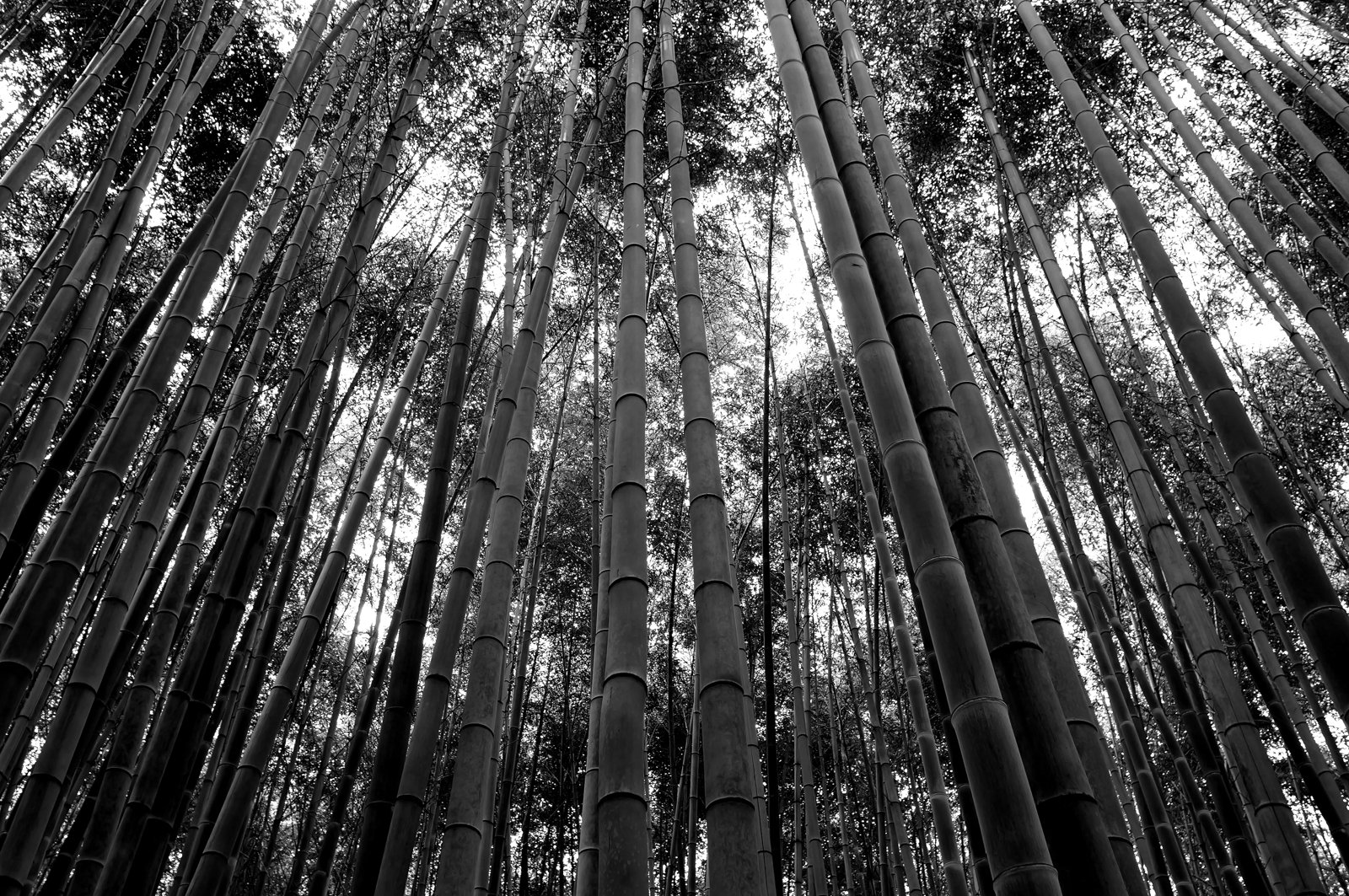 Transition finance: what’s the (transition) plan?