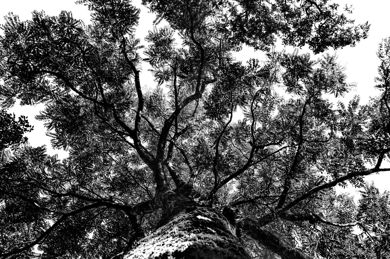 A&O Shearman advises on Terna's first European green bond