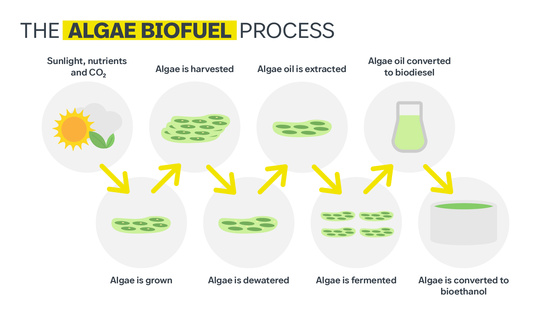 Five facts you need to know about biomass energy - Brunel