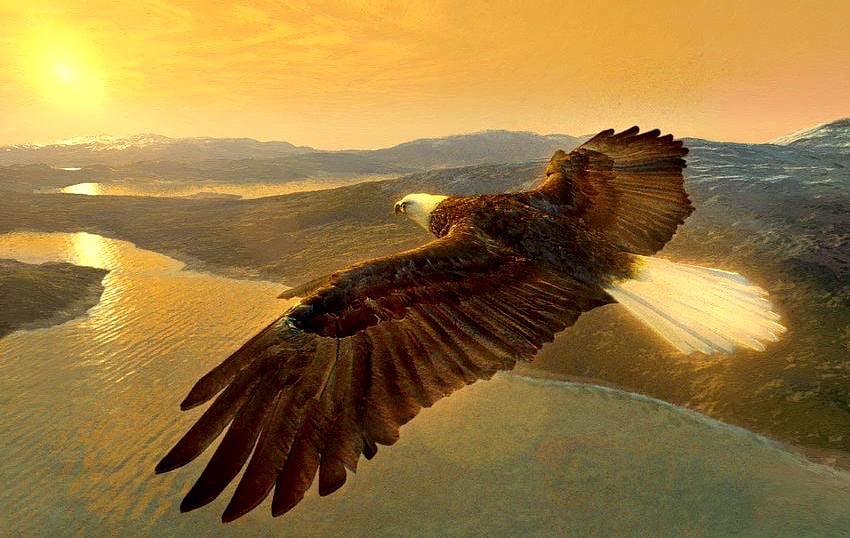 Fly with the eagles: Learning to soar as a foster parent | Children's Wisconsin