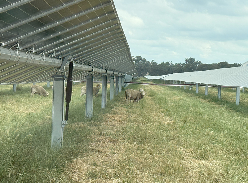 Agrisolar at Glenrowan Solar Farm