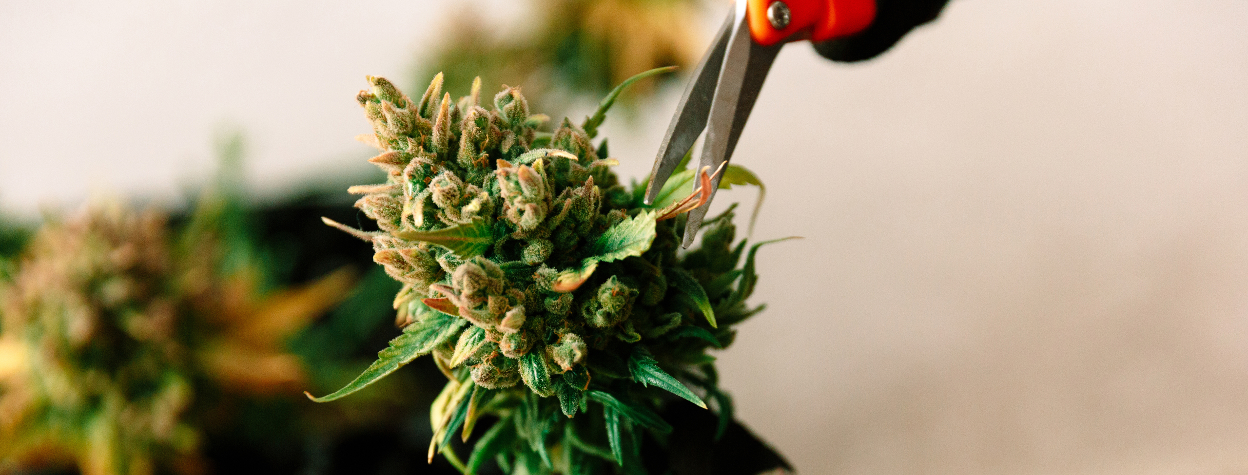DEA rescheduling of marijuana: Initial steps taken, broader Schedule ...