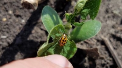Scouting, Thresholds and Potential Management of Bean Leaf Beetles in ...