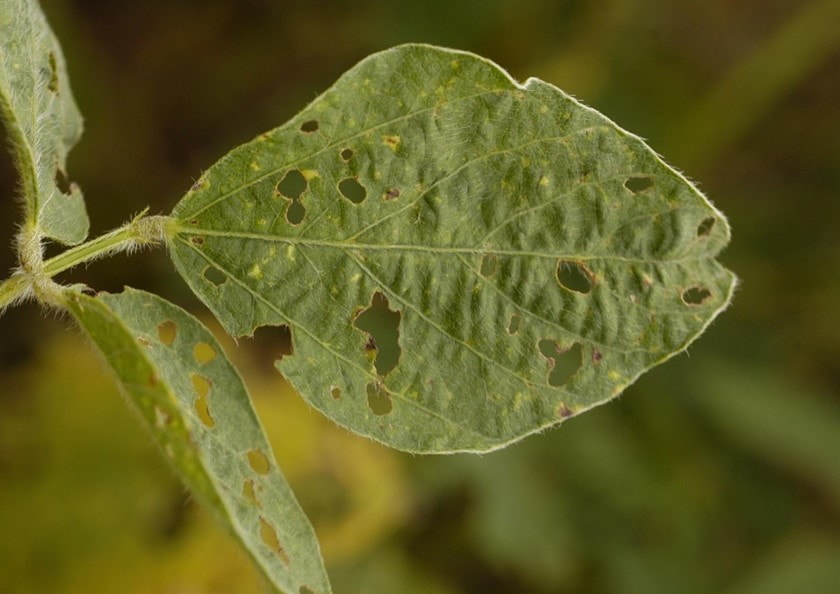 Scouting, Thresholds and Potential Management of Bean Leaf Beetles in ...