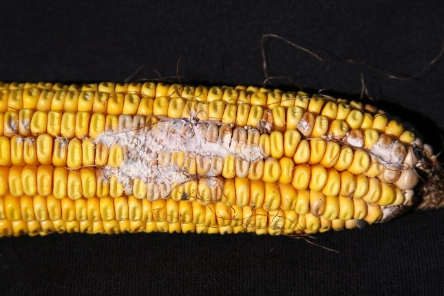 Ear Rots in Corn and Their Effects