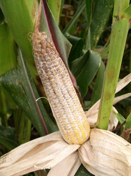 Ear Rots in Corn and Their Effects