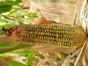Ear Rots in Corn and Their Effects