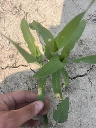 Early Season Foliar Diseases on Soybean & Corn