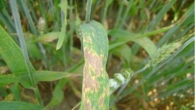 Foliar Diseases of Wheat - scouting and correct disease diagnosis is ...