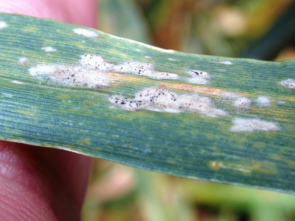 Foliar Diseases of Wheat - scouting and correct disease diagnosis is ...