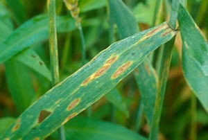 Foliar Diseases of Wheat - scouting and correct disease diagnosis is ...