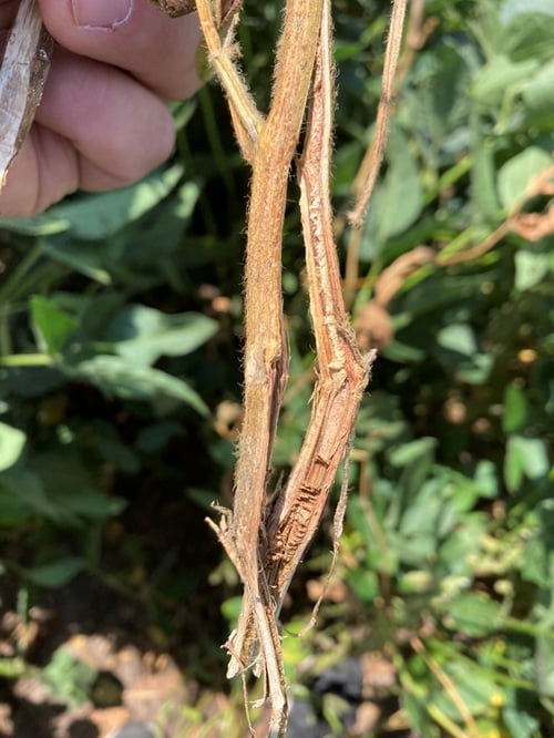 Interveinal Chlorosis- It is Not Just SDS!