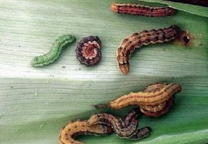 Late Season Insect Pests in Soybeans