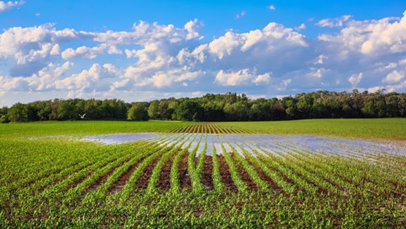 Nitrogen Loss in a Wet Spring