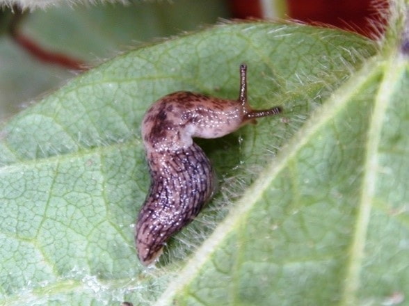 Slugs in Field Crops