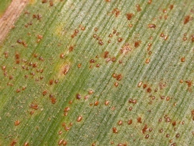 Southern Rust and Common Rust in Corn