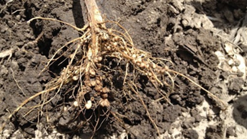 Soybean Nodulation