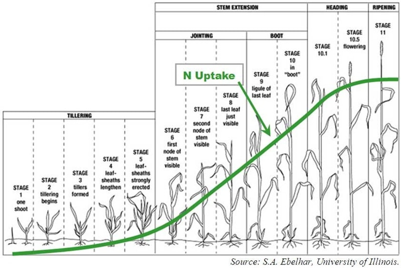 Spring Nitrogen Fertilization of Winter Wheat
