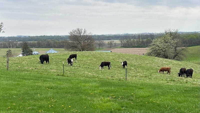 Weed Control in Cool Season Grass Pastures and Hay Fields