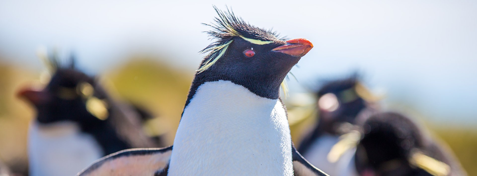 rockhopper | Lewis Silkin