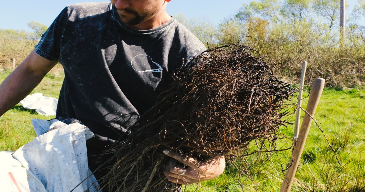 Virtual Christmas card tree planting initiative