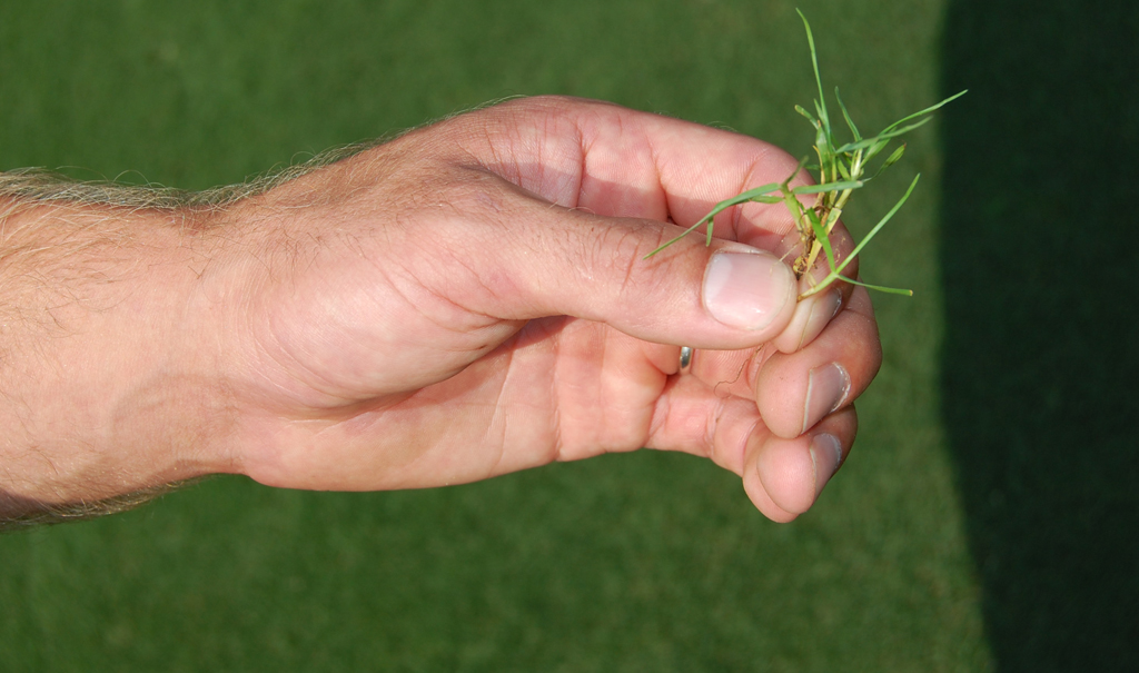 MSU receives $1 million lead gift to endow a new turfgrass pathology ...