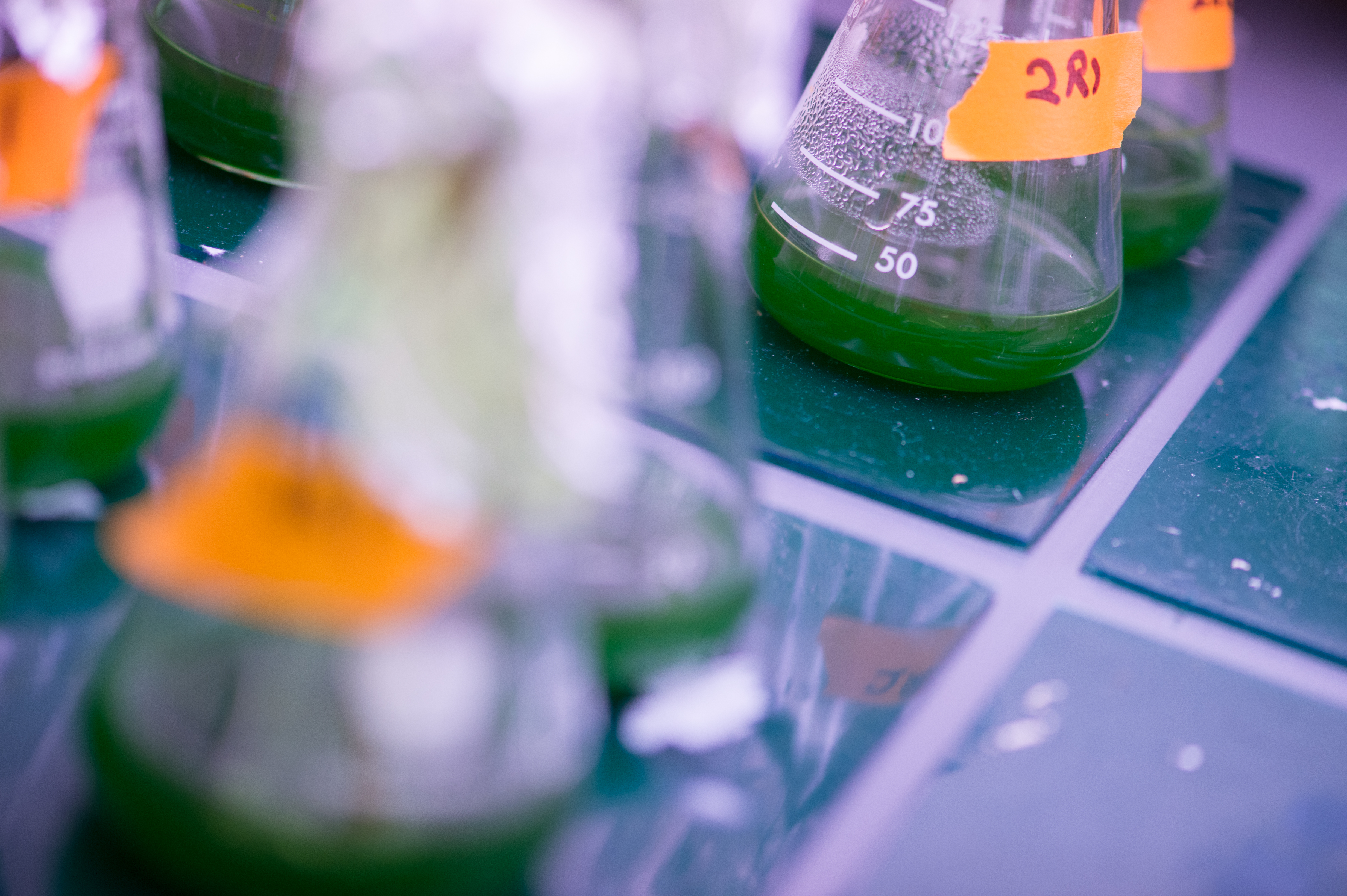 Engineering cyanobacteria for cross-cultural exchange | MSUToday ...
