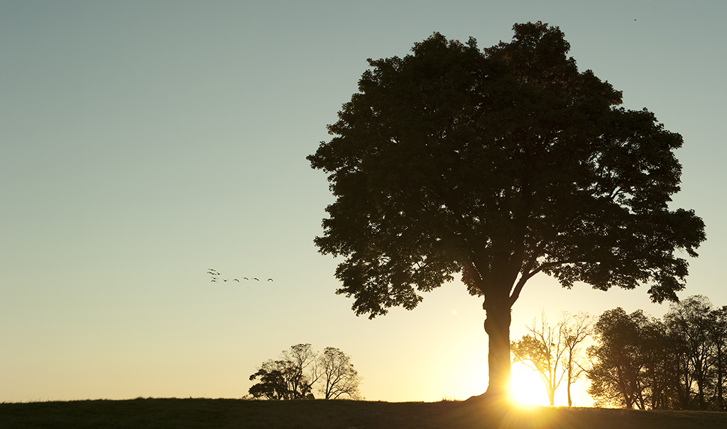 MSU receives 2017 Tree Campus USA recognition | MSUToday | Michigan ...