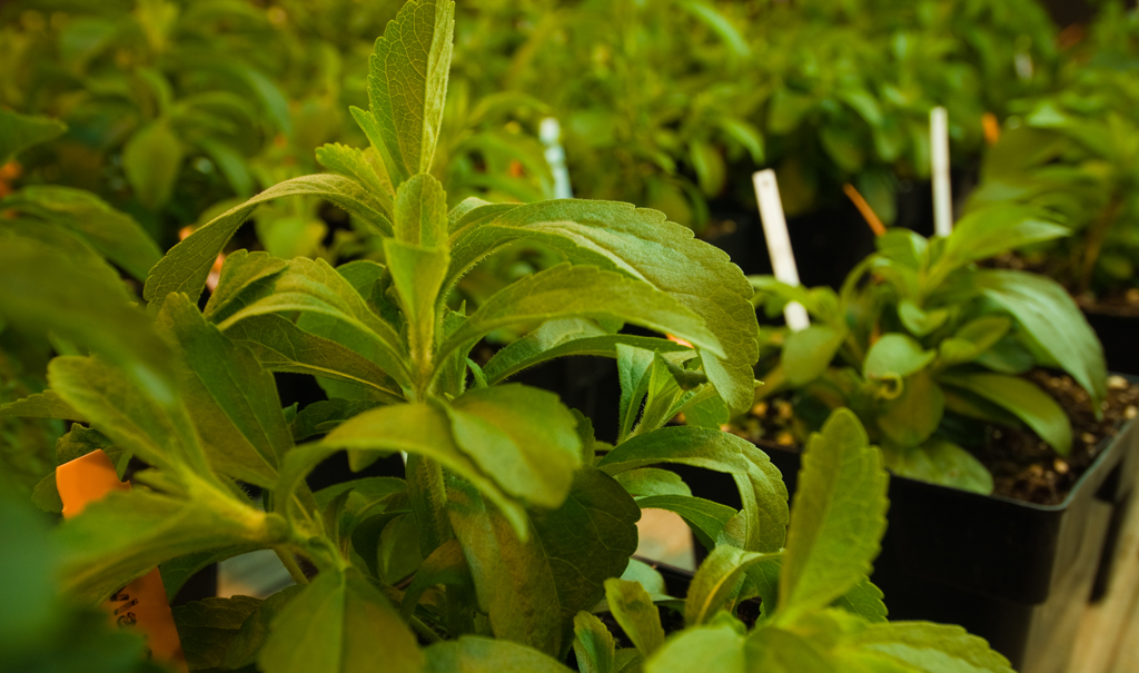 Plant protein helps control powerhouse of plant cell | MSUToday ...
