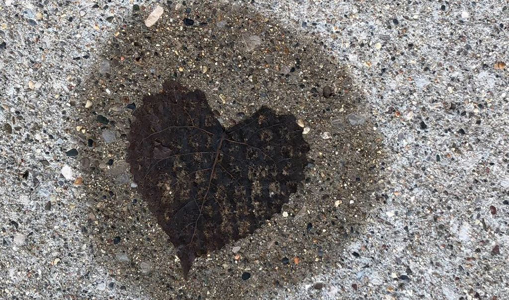 Thankful hearts | MSUToday | Michigan State University