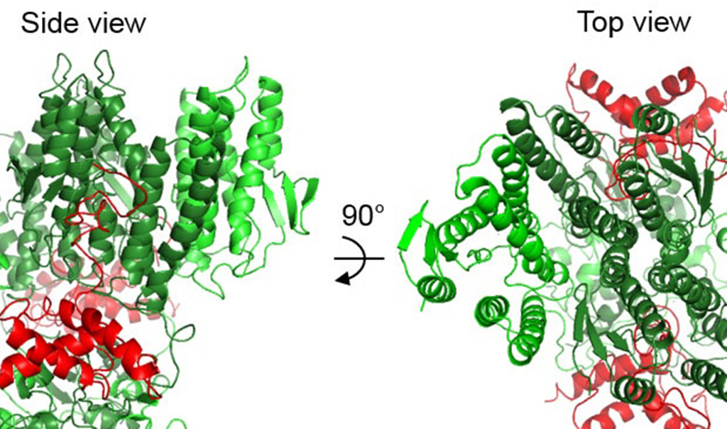 Spore formation model could help advance medicine | MSUToday | Michigan ...