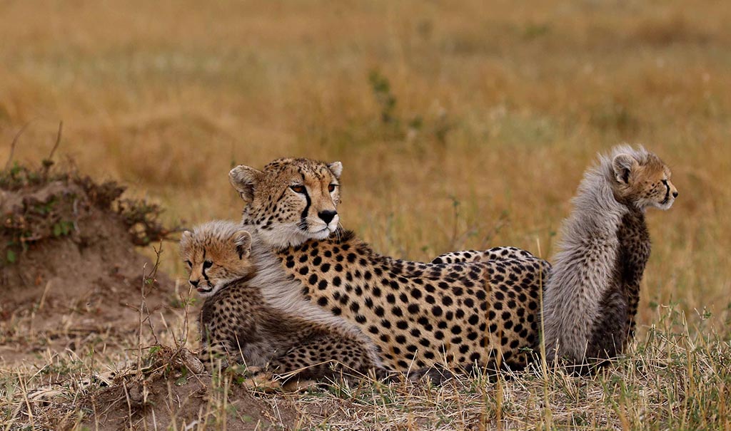 MSU alums use a new model to track vulnerable cheetahs | MSUToday ...