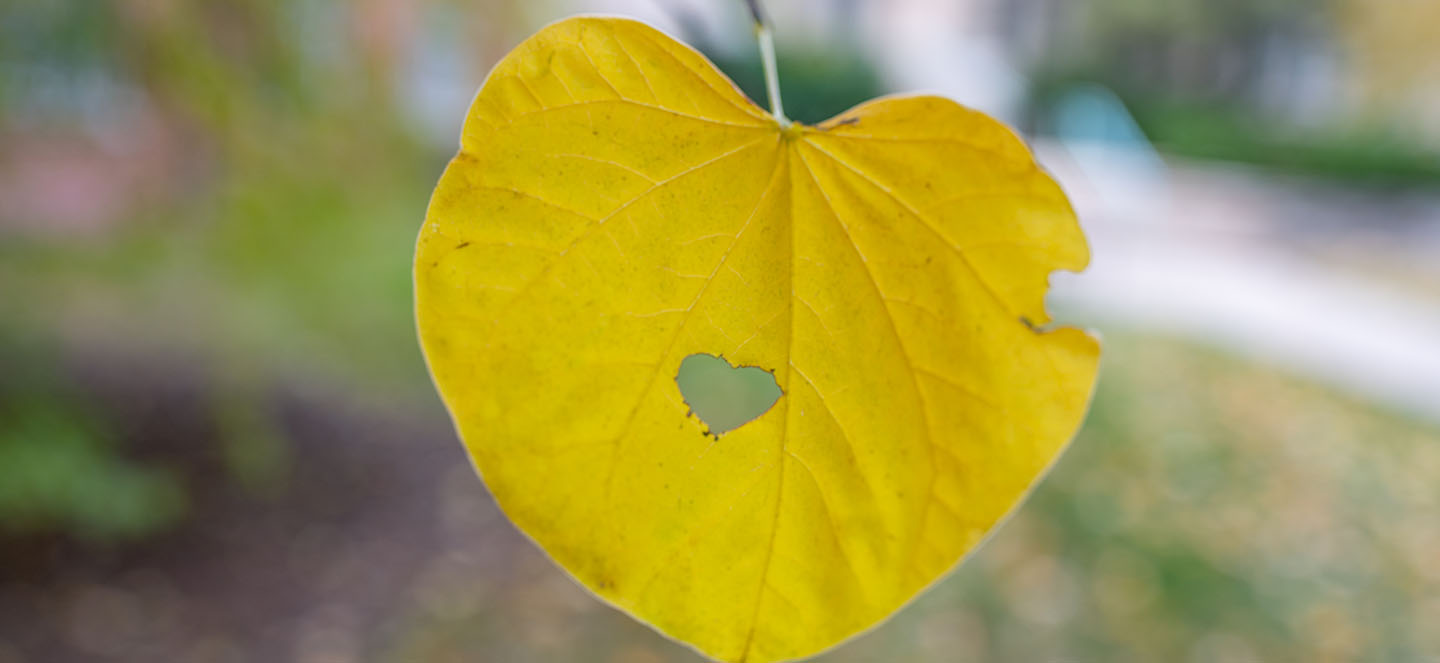 Editor's note: A grateful heart | MSUToday | Michigan State University