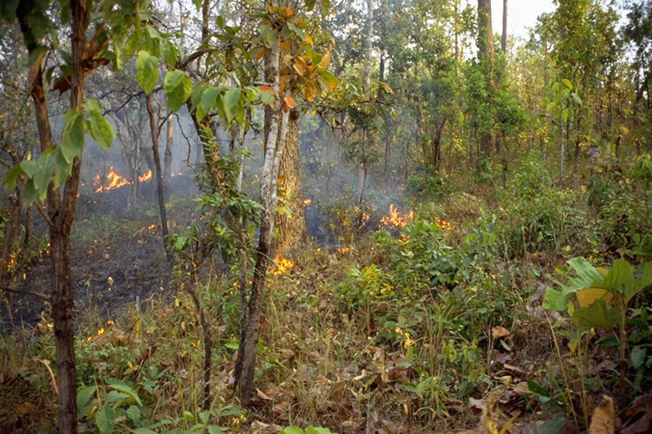 In the Amazon rainforest, degradation may be a bigger threat than ...