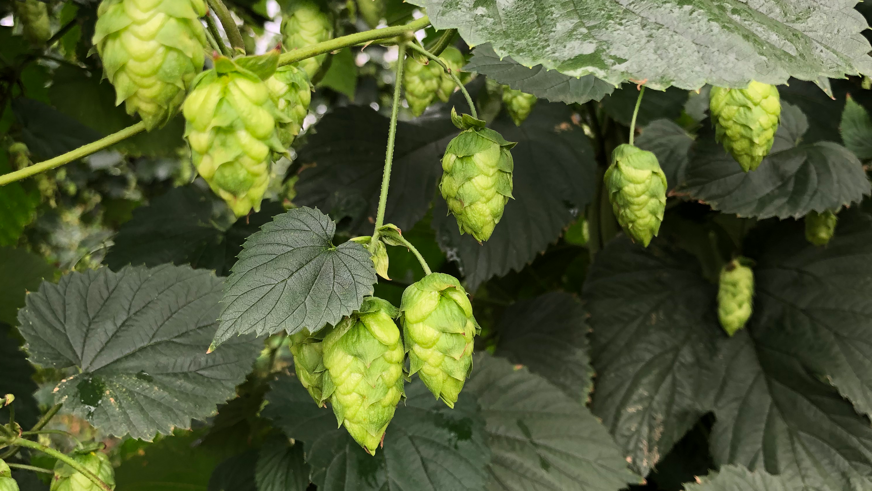 Finding and fighting a new hop disease in Michigan | MSUToday ...