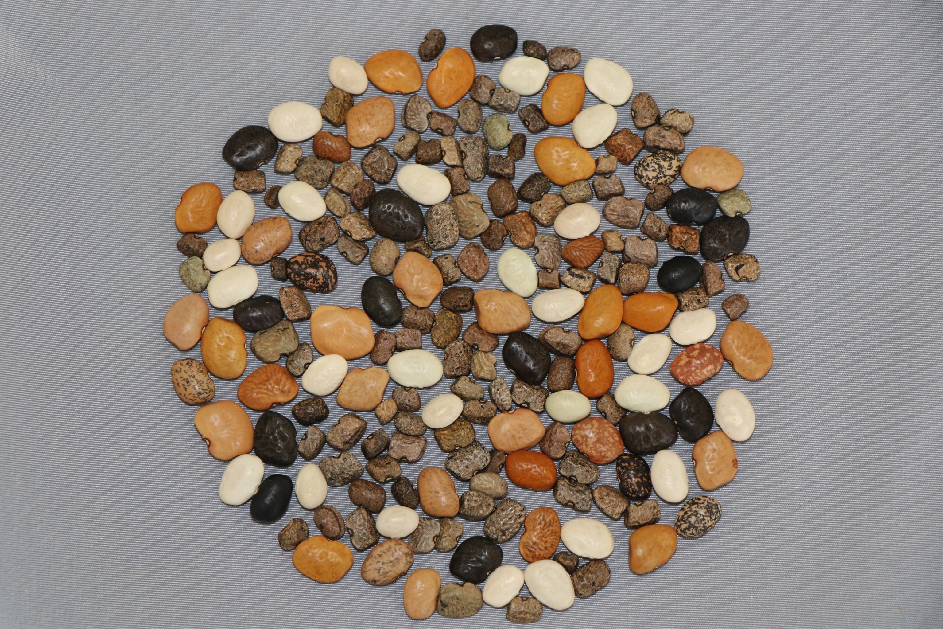 Building better beans for the future | MSUToday | Michigan State University