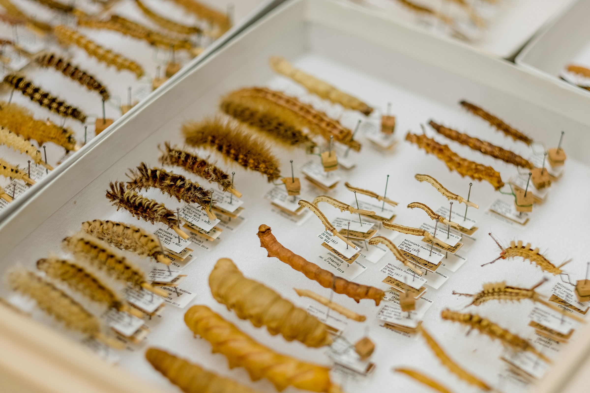 Arthropod research collection receives financial gift | MSUToday ...