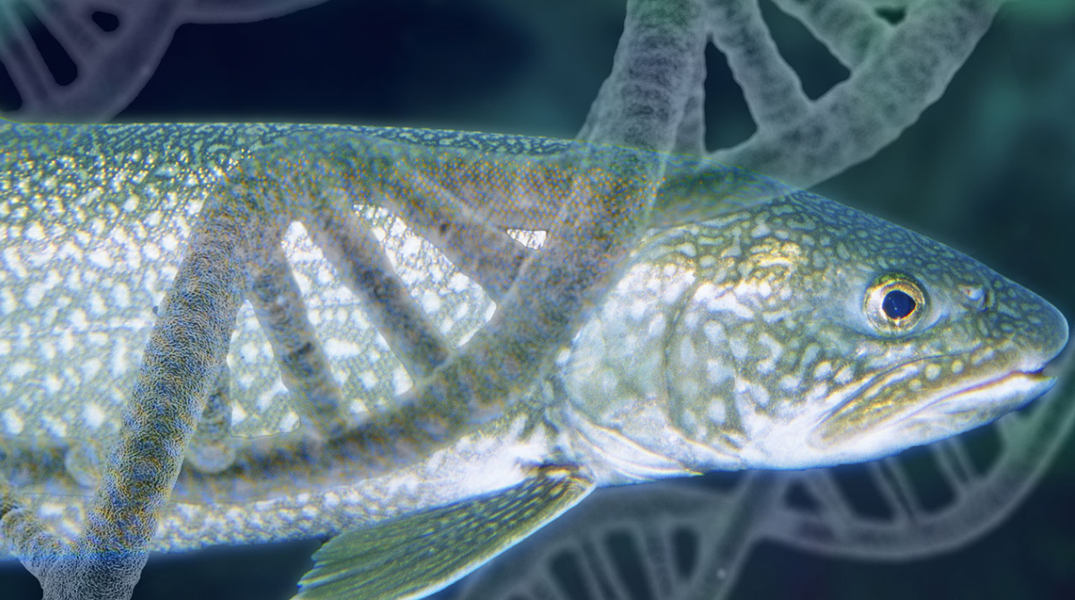 Mapping the lake trout genome to ensure the species’ future | MSUToday ...