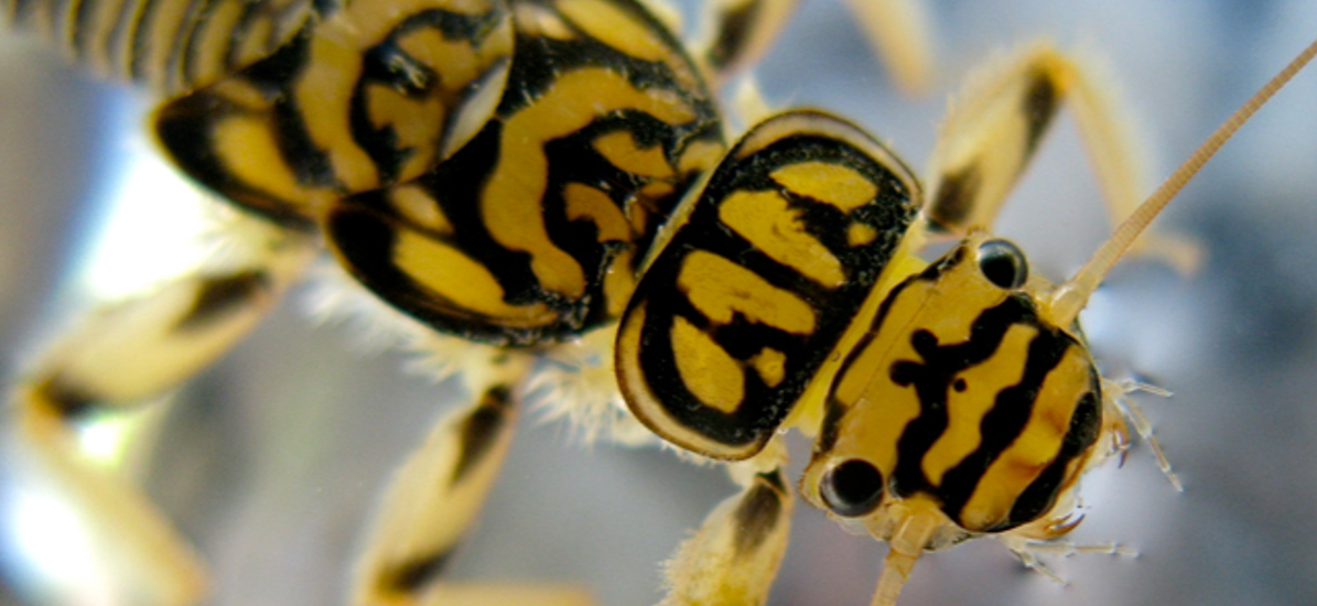 MSU scientists conduct largest freshwater insect census in U.S ...