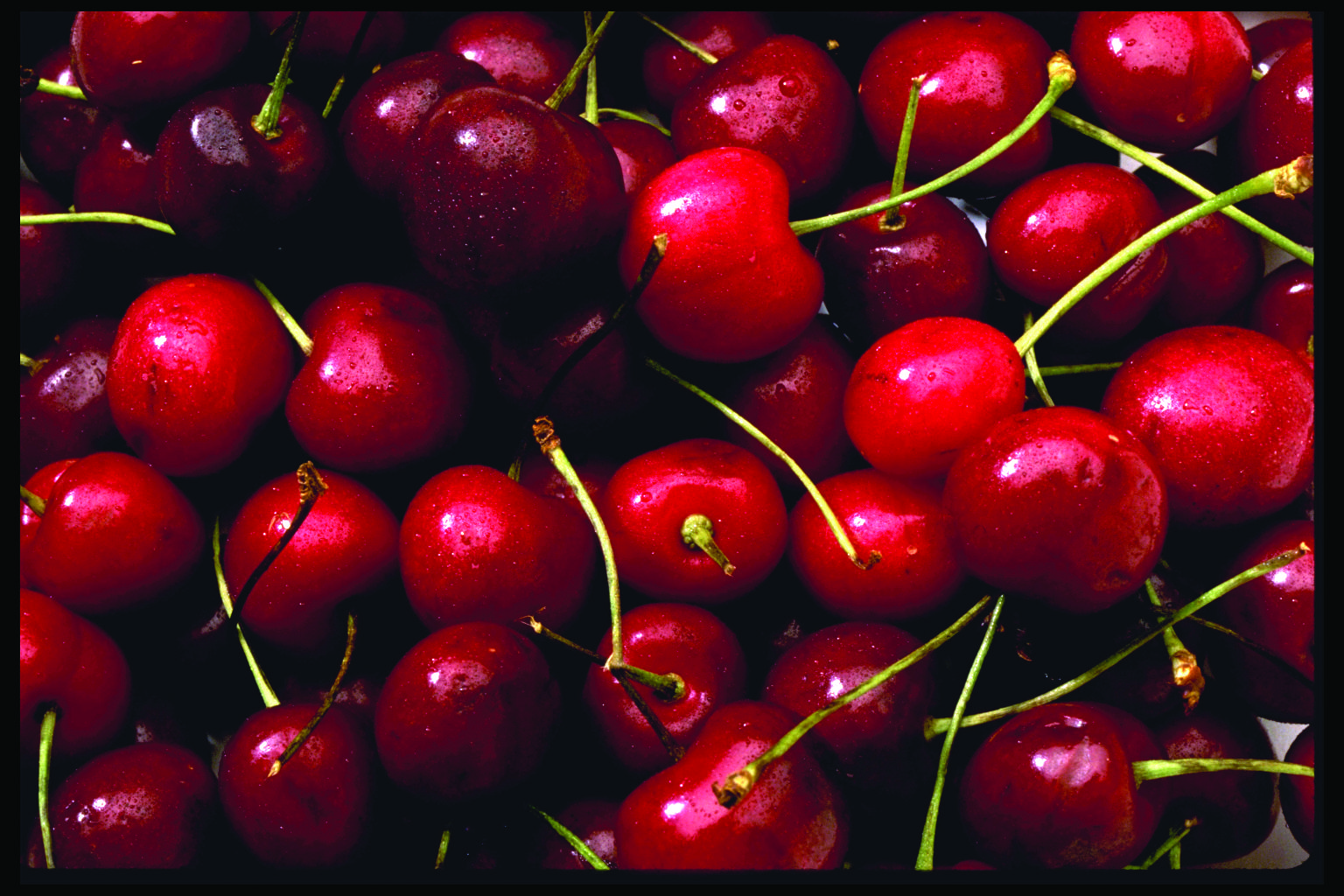Perfecting Michigan cherries | MSUToday | Michigan State University