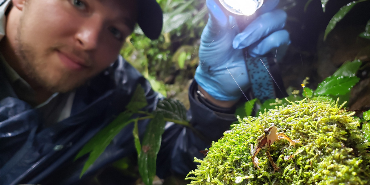 Back from the dead: Meet the frogs overcoming extinction | MSUToday ...