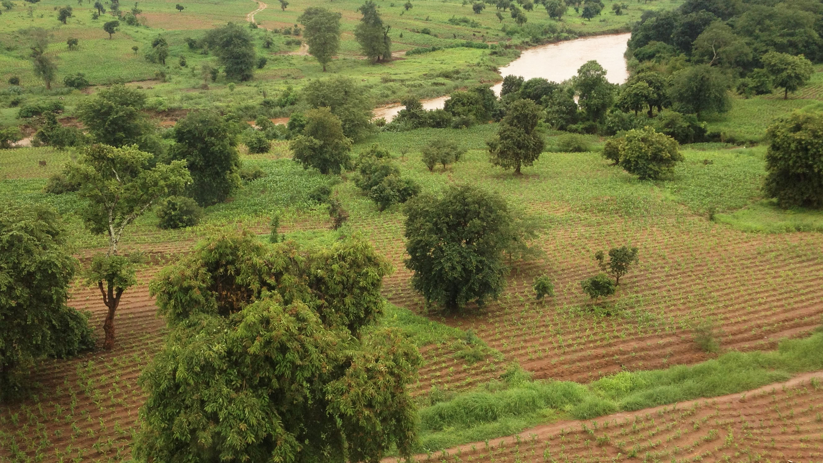 Mapping Africa's trees | MSUToday | Michigan State University