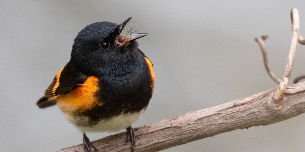 Data-driven bird conservation project takes wing | MSUToday | Michigan ...