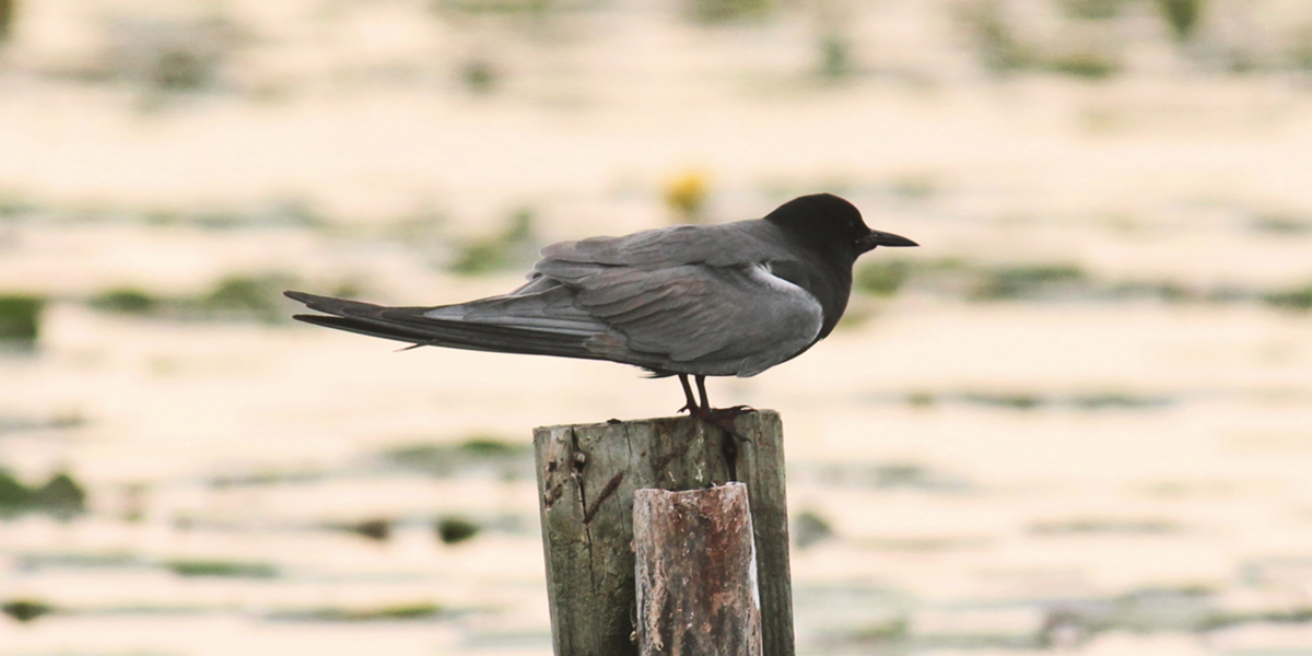MSU and Audubon team up to protect the black tern | MSUToday | Michigan ...