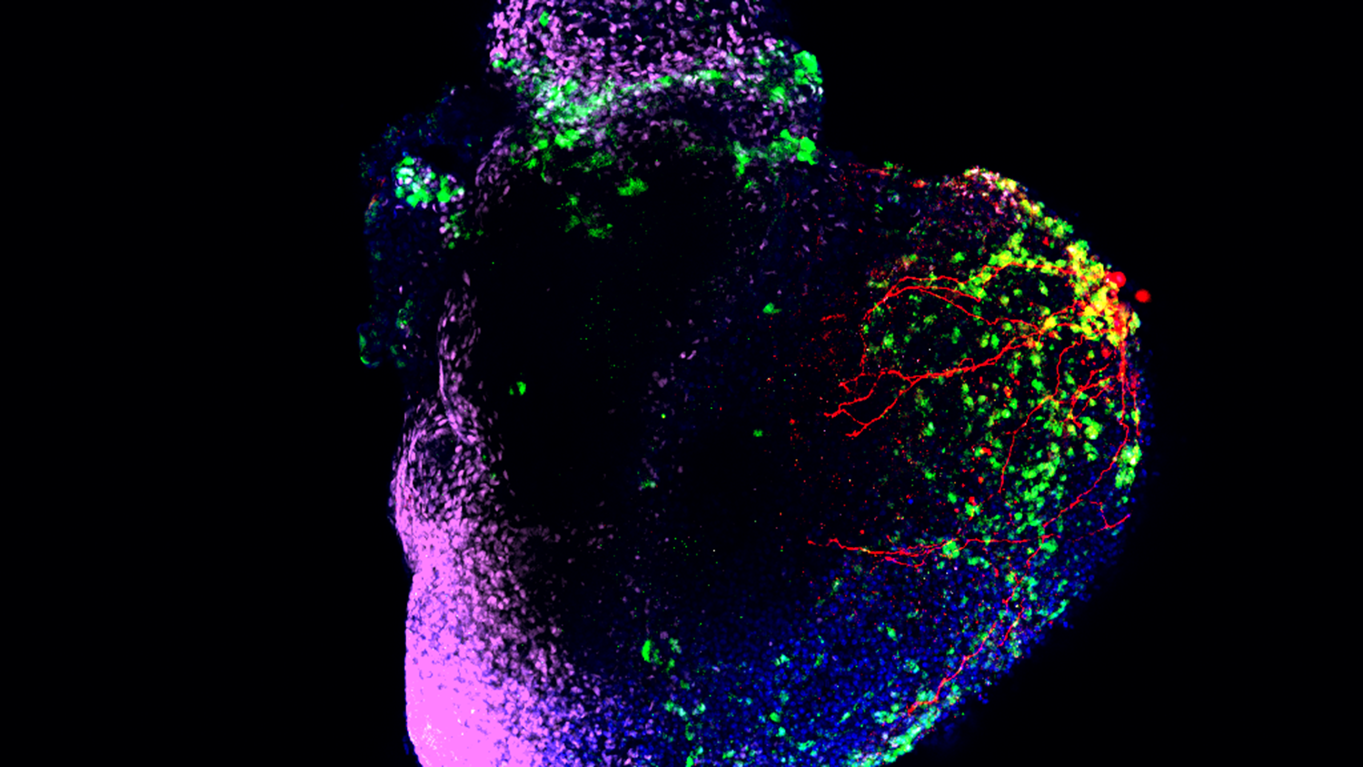 MSU researchers create more realistic synthetic human mini hearts ...