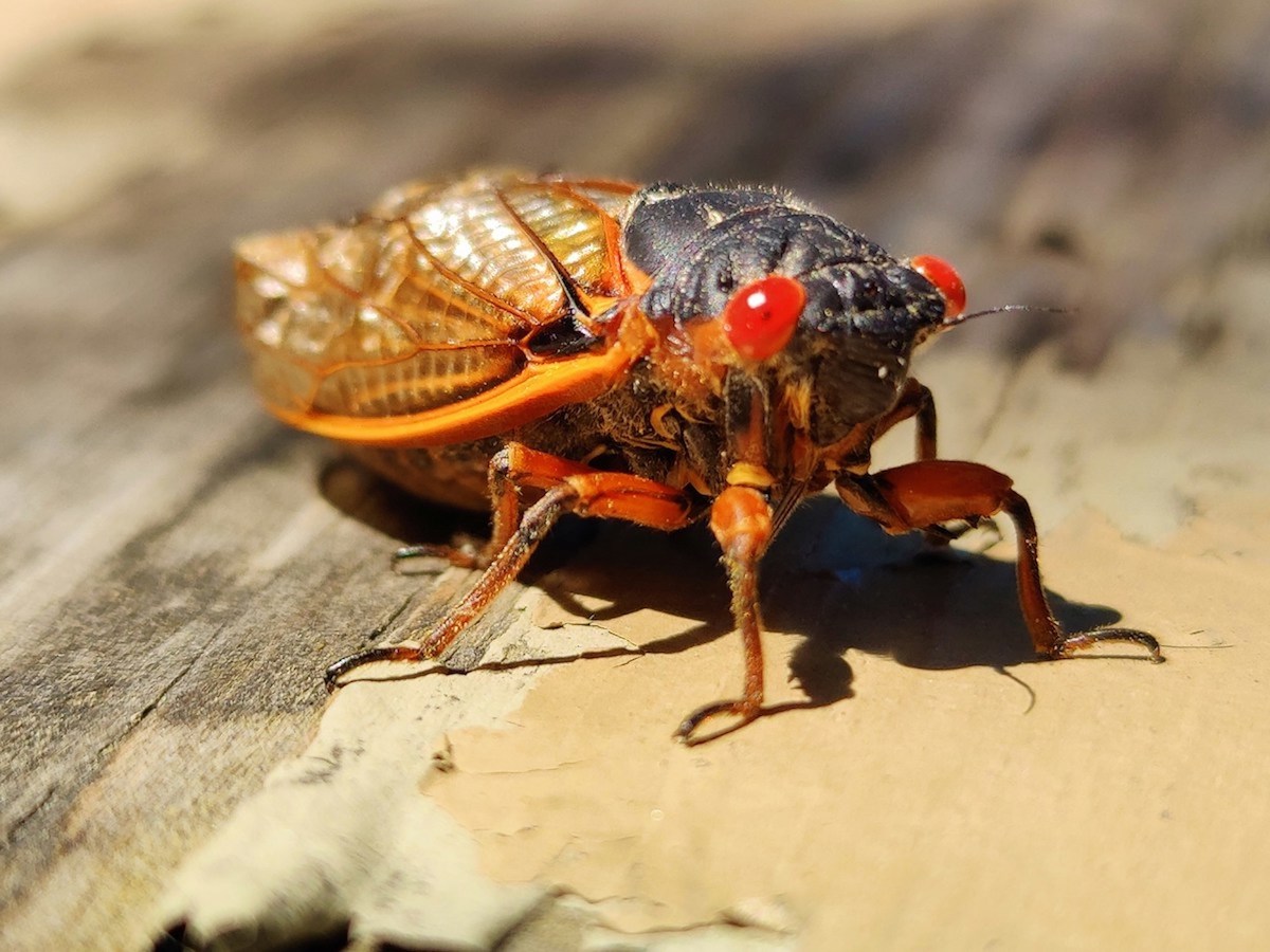 Ask the expert: The cicadas are coming | MSUToday | Michigan State ...