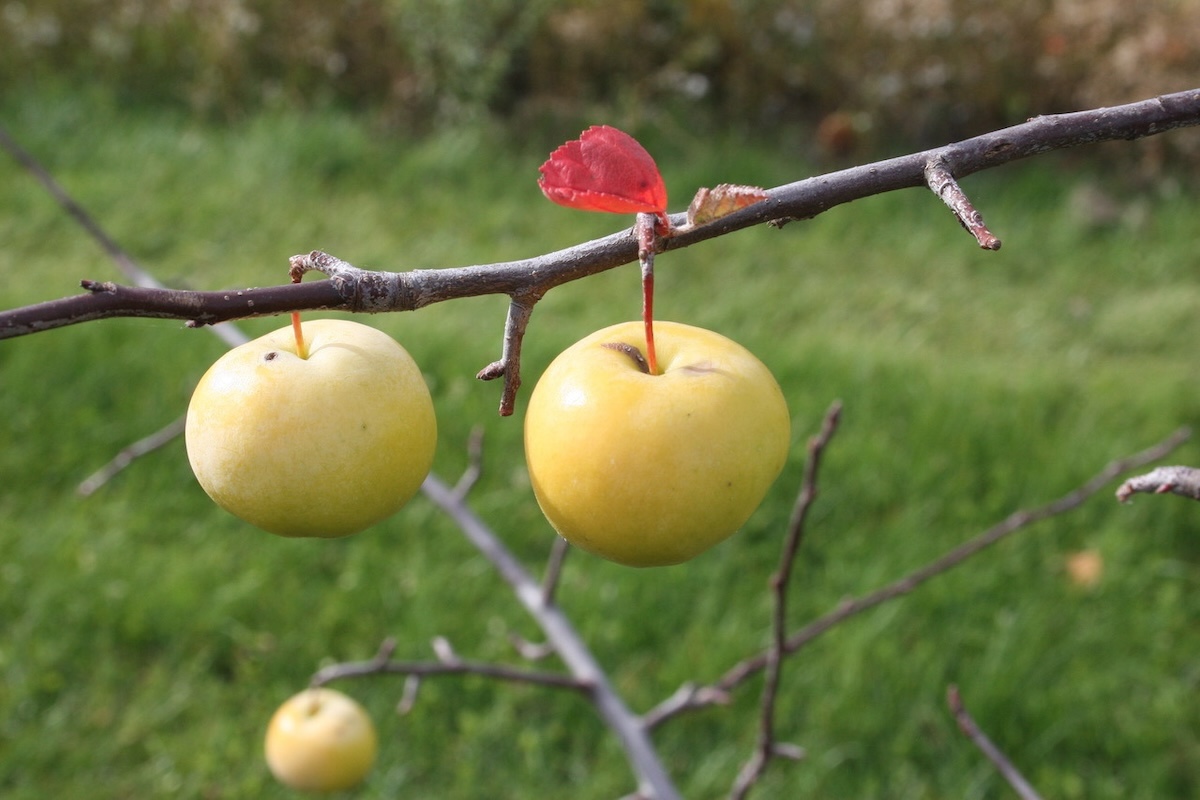 Conserving the last remaining wild apple trees in Michigan | MSUToday ...